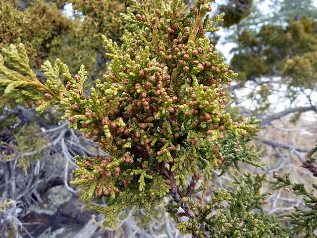 Mistletoe in a juniper tree